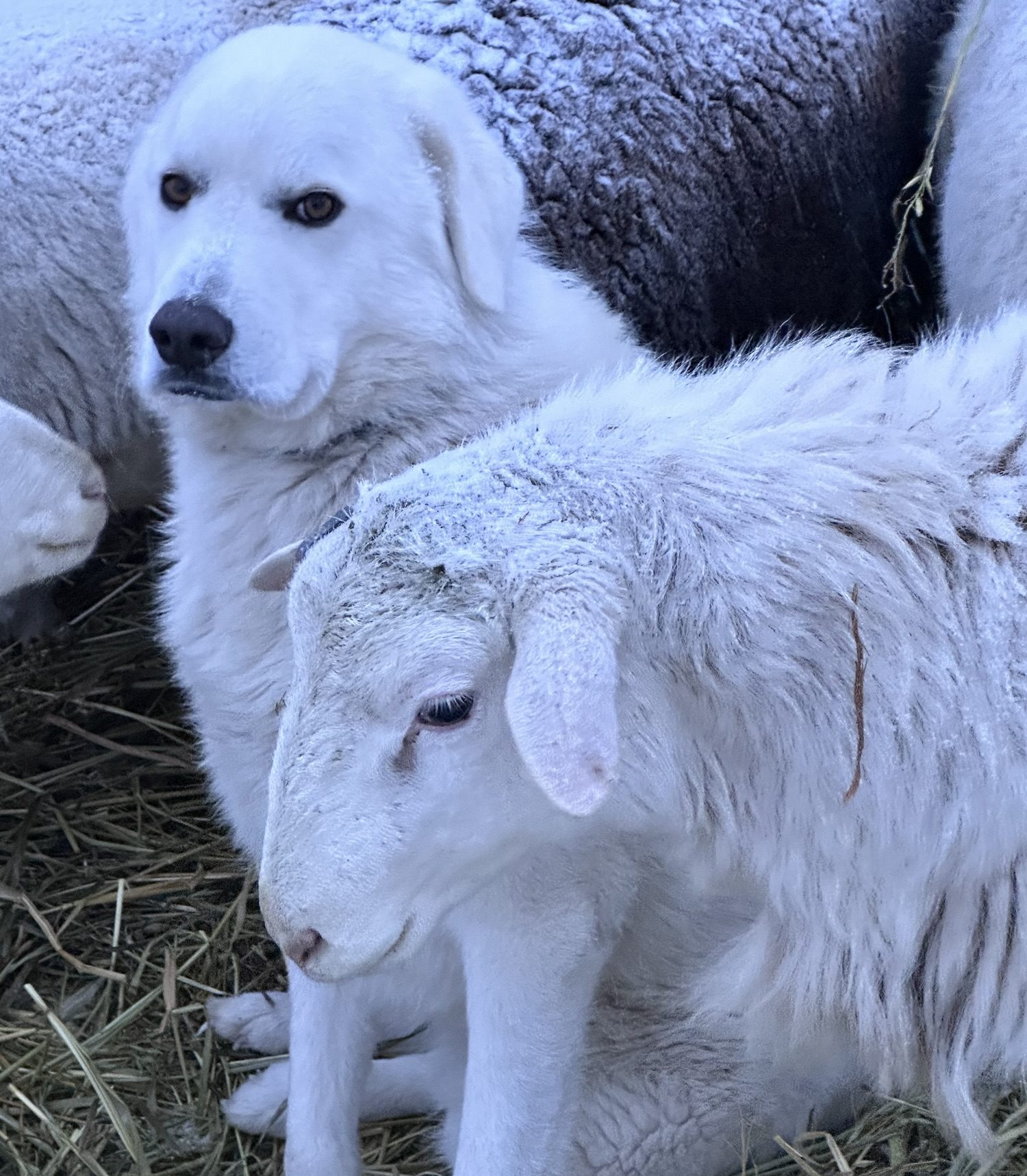 Sheep For Sale – Rose Kountry Katahdins